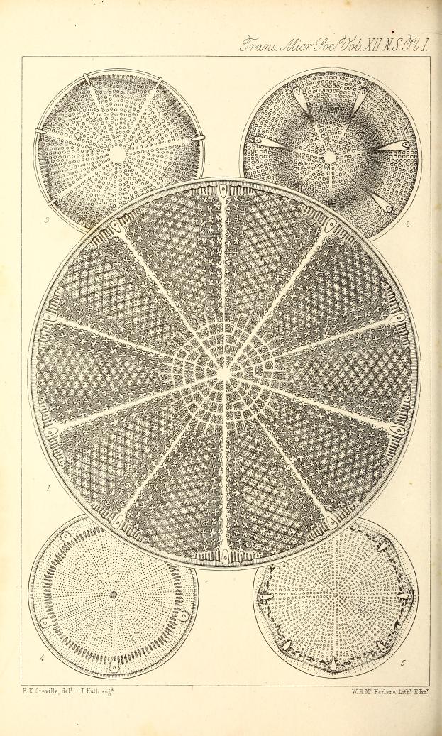 Fossil Diatom Atlas
